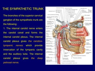 Lecture № 26 - ANATOMY OF THE VEGETATIVE NERVOUS SYSTEM.pdf