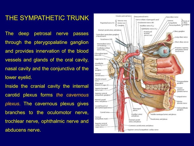 Lecture № 26 - ANATOMY OF THE VEGETATIVE NERVOUS SYSTEM.pdf