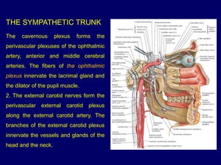 Lecture № 26 - ANATOMY OF THE VEGETATIVE NERVOUS SYSTEM.pdf