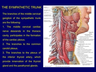 Lecture № 26 - ANATOMY OF THE VEGETATIVE NERVOUS SYSTEM.pdf