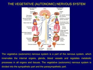 Lecture № 26 - ANATOMY OF THE VEGETATIVE NERVOUS SYSTEM.pdf