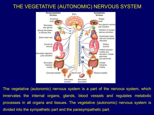 Lecture № 26 - ANATOMY OF THE VEGETATIVE NERVOUS SYSTEM.pdf