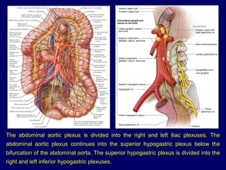 Lecture № 26 - ANATOMY OF THE VEGETATIVE NERVOUS SYSTEM.pdf