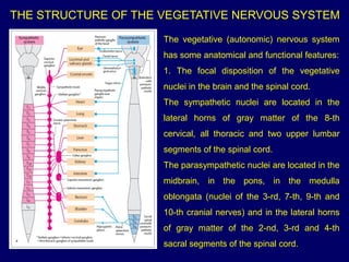 Lecture № 26 - ANATOMY OF THE VEGETATIVE NERVOUS SYSTEM.pdf