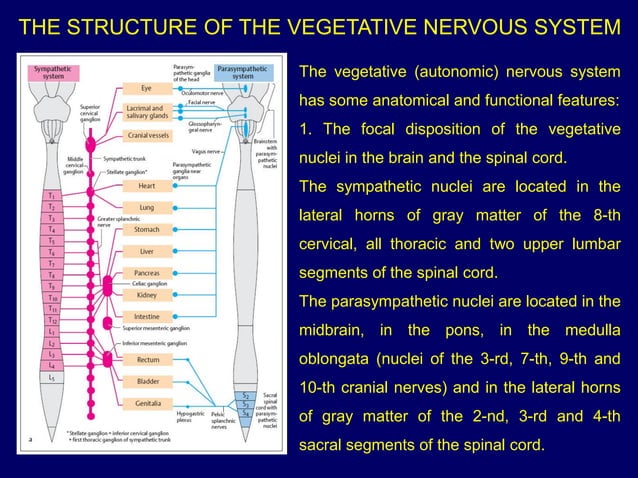 Lecture № 26 - ANATOMY OF THE VEGETATIVE NERVOUS SYSTEM.pdf