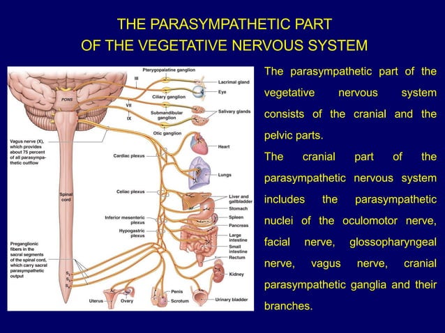 Lecture № 26 - ANATOMY OF THE VEGETATIVE NERVOUS SYSTEM.pdf