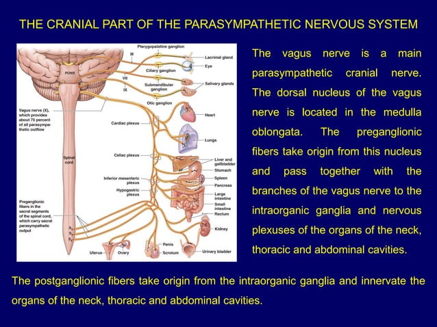 Lecture № 26 - ANATOMY OF THE VEGETATIVE NERVOUS SYSTEM.pdf