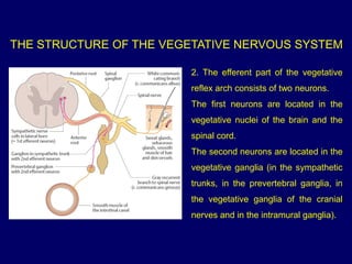 Lecture № 26 - ANATOMY OF THE VEGETATIVE NERVOUS SYSTEM.pdf