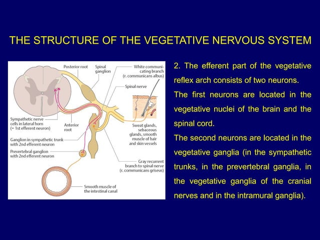 Lecture № 26 - ANATOMY OF THE VEGETATIVE NERVOUS SYSTEM.pdf