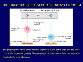 Lecture № 26 - ANATOMY OF THE VEGETATIVE NERVOUS SYSTEM.pdf