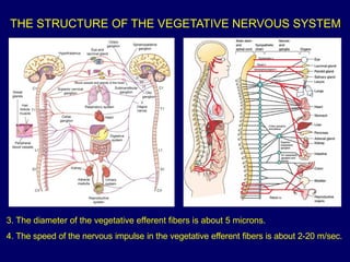 Lecture № 26 - ANATOMY OF THE VEGETATIVE NERVOUS SYSTEM.pdf