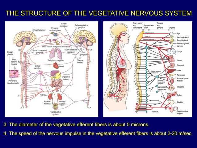 Lecture № 26 - ANATOMY OF THE VEGETATIVE NERVOUS SYSTEM.pdf