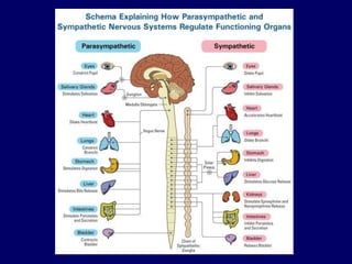 Lecture № 26 - ANATOMY OF THE VEGETATIVE NERVOUS SYSTEM.pdf