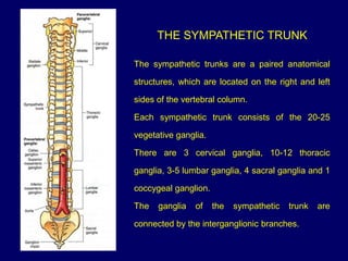 Lecture № 26 - ANATOMY OF THE VEGETATIVE NERVOUS SYSTEM.pdf