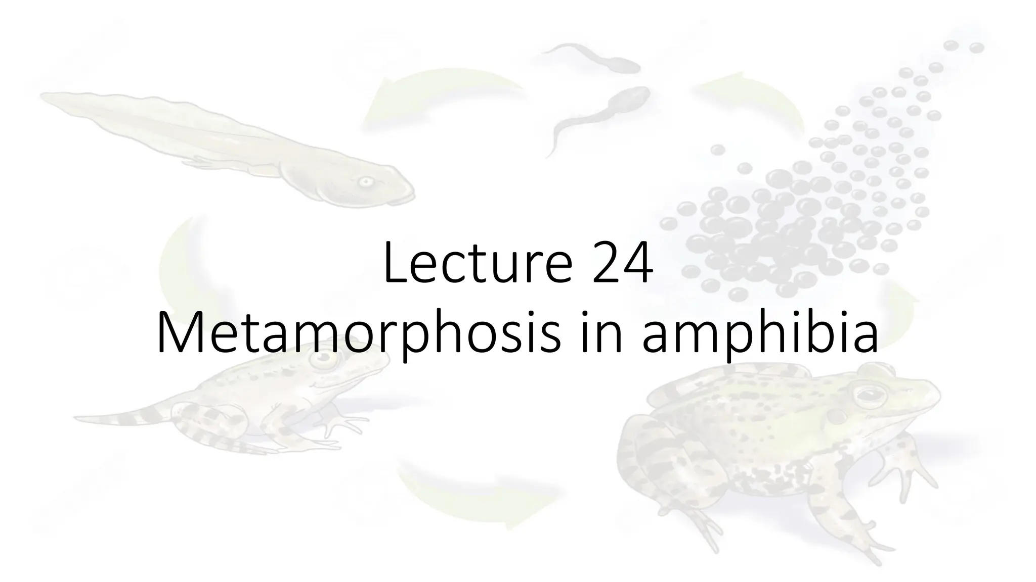 Lecture 26 Metamorphosis in amphibia.pptx