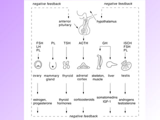 Lecture of The Hypothalamo-Pituitary-Adrenal Axis | PPT