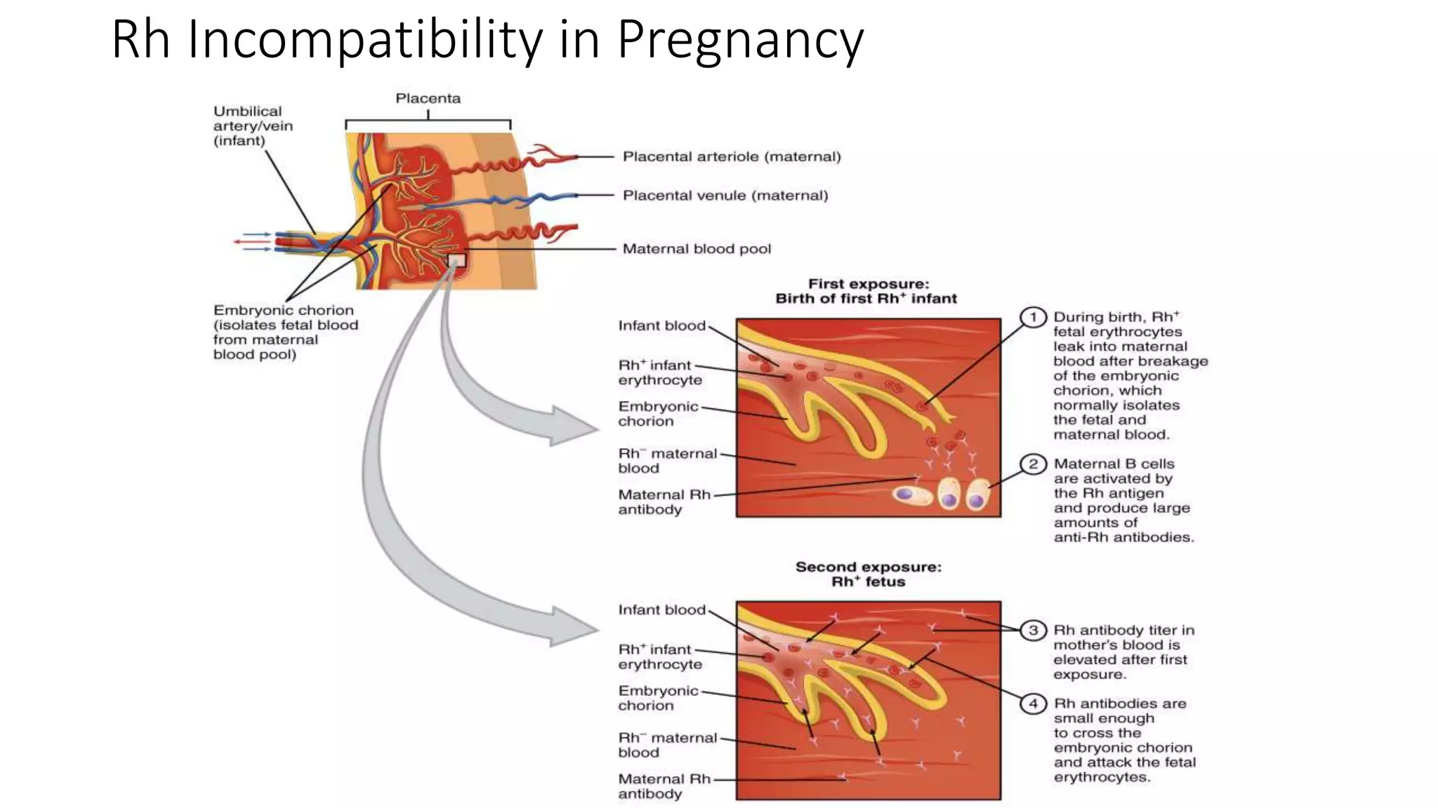 Lecture 27- Blood Group.pptx