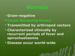 Lecture 27 Treponema and Borrelia | PPT