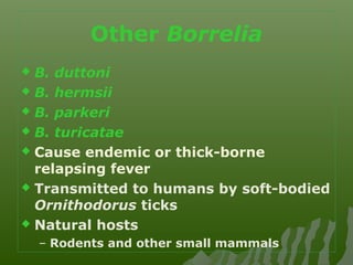 Lecture 27 Treponema and Borrelia | PPT