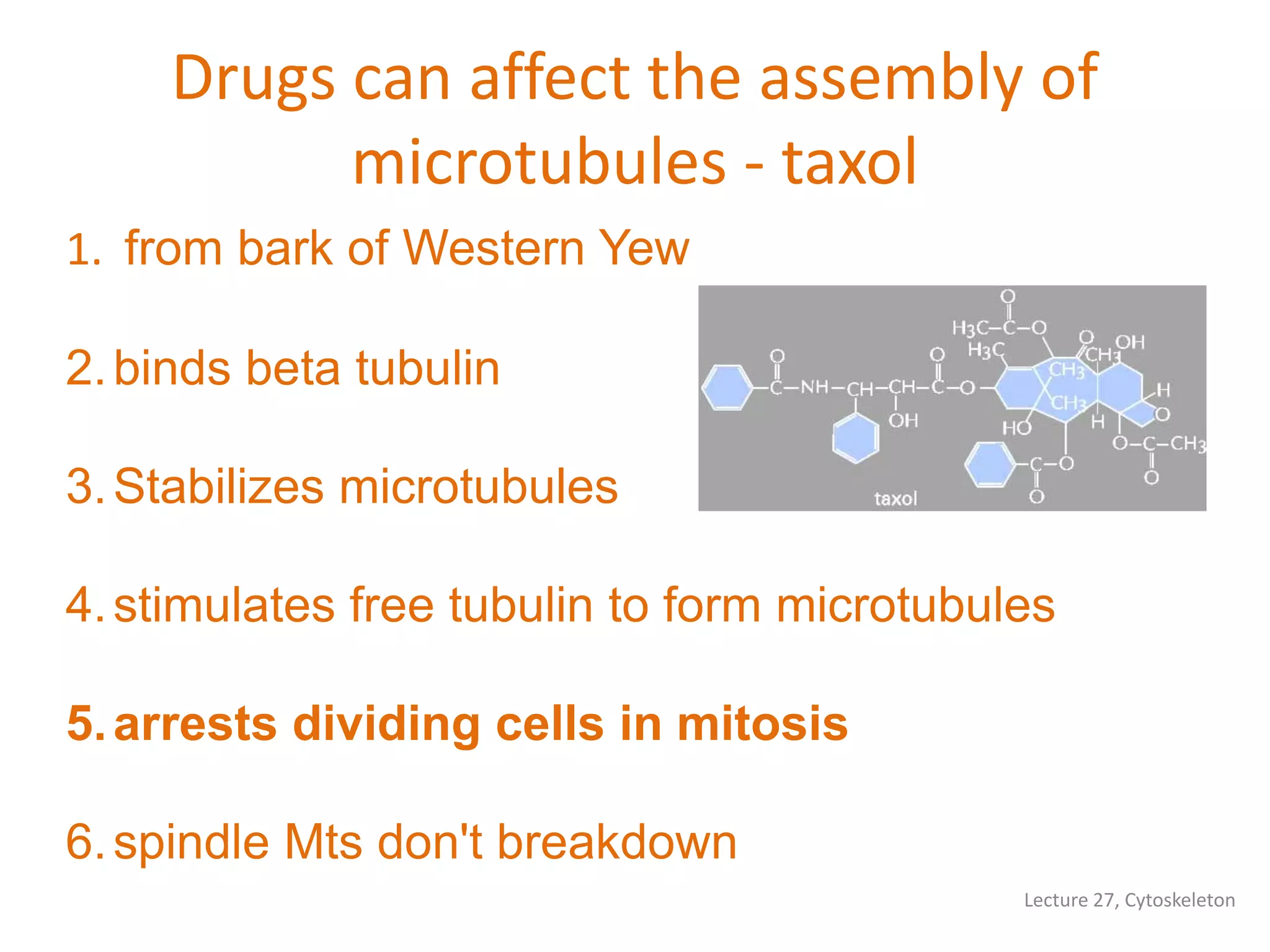 Lecture 27 Cytoskeleton.pptx