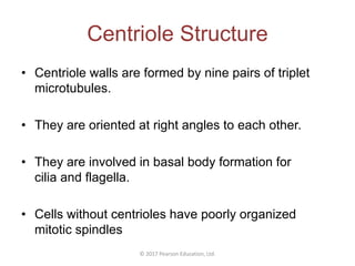 Lecture 27 Cytoskeleton.pptx