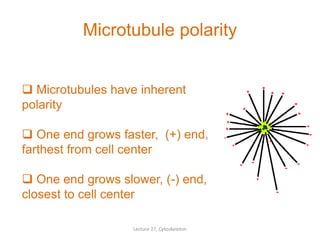 Lecture 27 Cytoskeleton.pptx