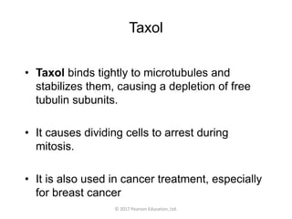 Lecture 27 Cytoskeleton.pptx