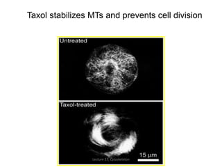 Lecture 27 Cytoskeleton.pptx