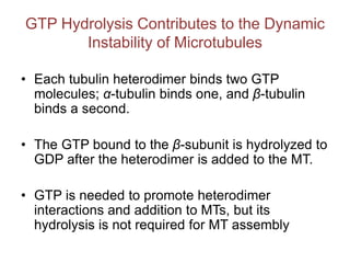Lecture 27 Cytoskeleton.pptx