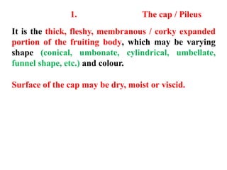 Lecture 27 symptoms and life cycle of Mushrrom fungi.pptx