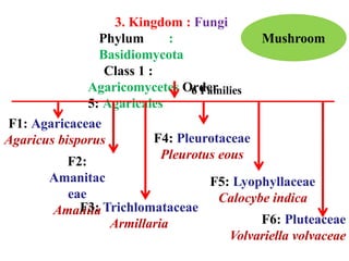 Lecture 27 symptoms and life cycle of Mushrrom fungi.pptx