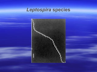 Lecture 28 Leptospira | PPT