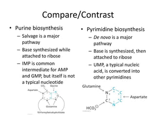 purine and pyrimdine | PPTX