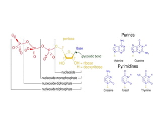 purine and pyrimdine | PPTX
