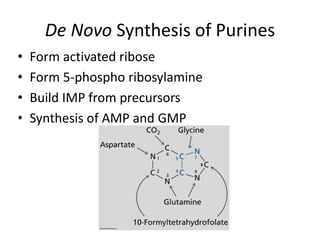 purine and pyrimdine | PPTX