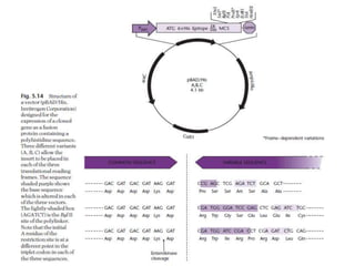 Lecture 2a cosmids | PPTX | Chemistry | Science