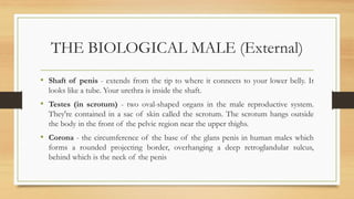 Lecture 2 Anatomy and Physiology of Reproduction.pdf