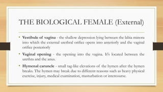 Lecture 2 Anatomy and Physiology of Reproduction.pdf