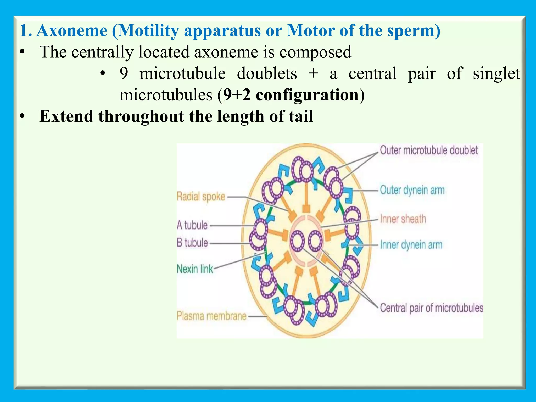 Lecture 2 Behaviour & Structure of Spermatozoa.pptx