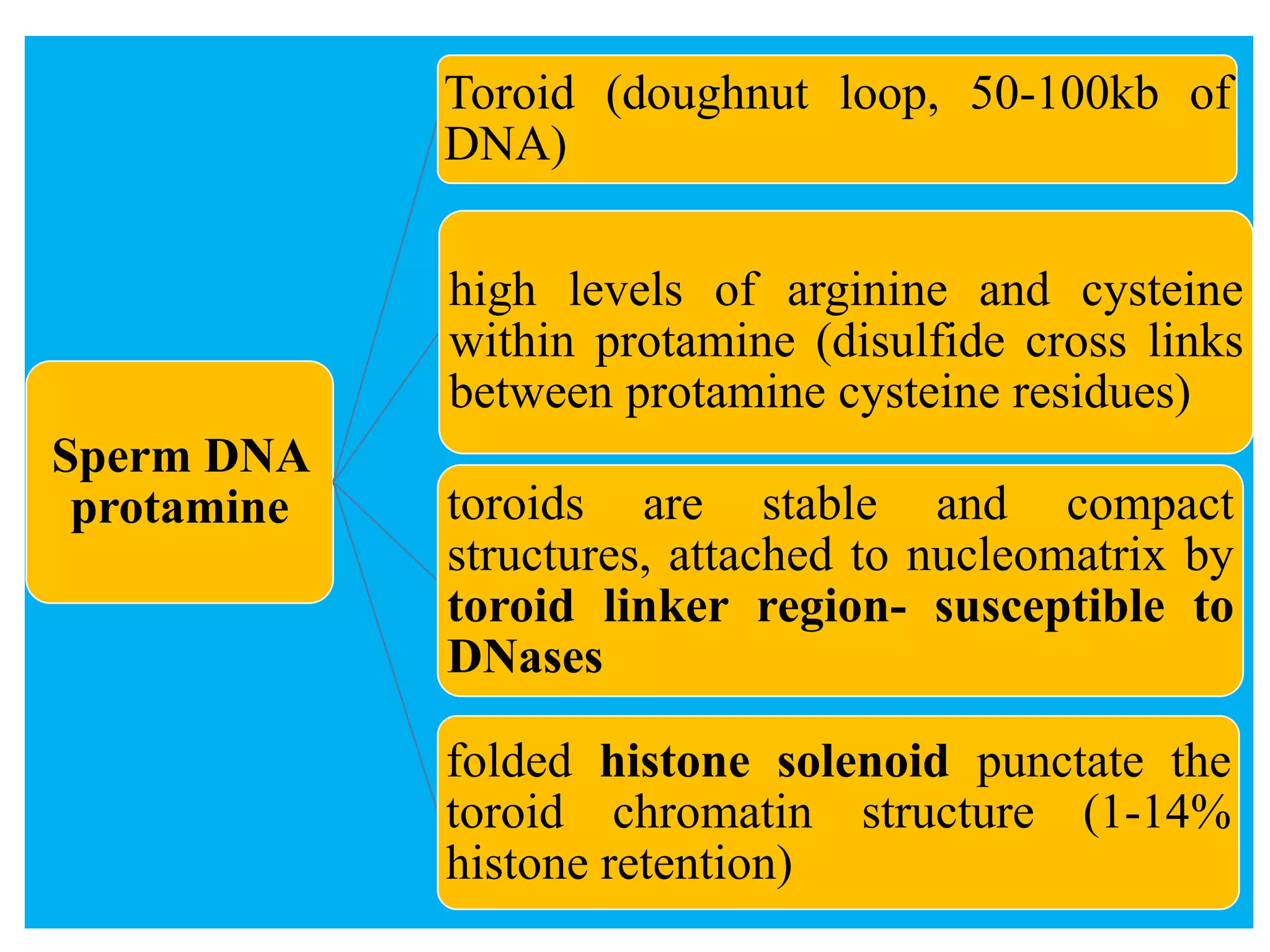 Lecture 2 Behaviour & Structure of Spermatozoa.pptx