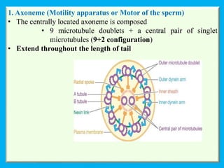 Lecture 2 Behaviour & Structure of Spermatozoa.pptx