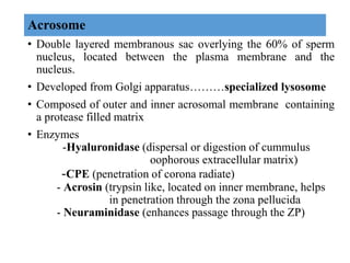 Lecture 2 Behaviour & Structure of Spermatozoa.pptx