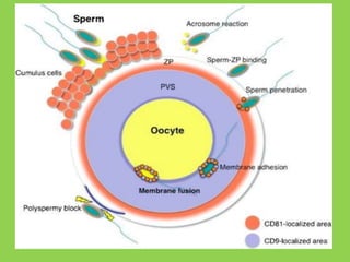 Lecture 2 Behaviour & Structure of Spermatozoa.pptx
