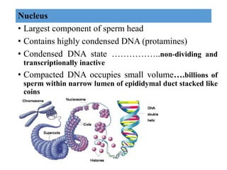 Lecture 2 Behaviour & Structure of Spermatozoa.pptx