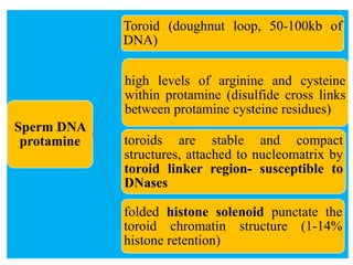 Lecture 2 Behaviour & Structure of Spermatozoa.pptx