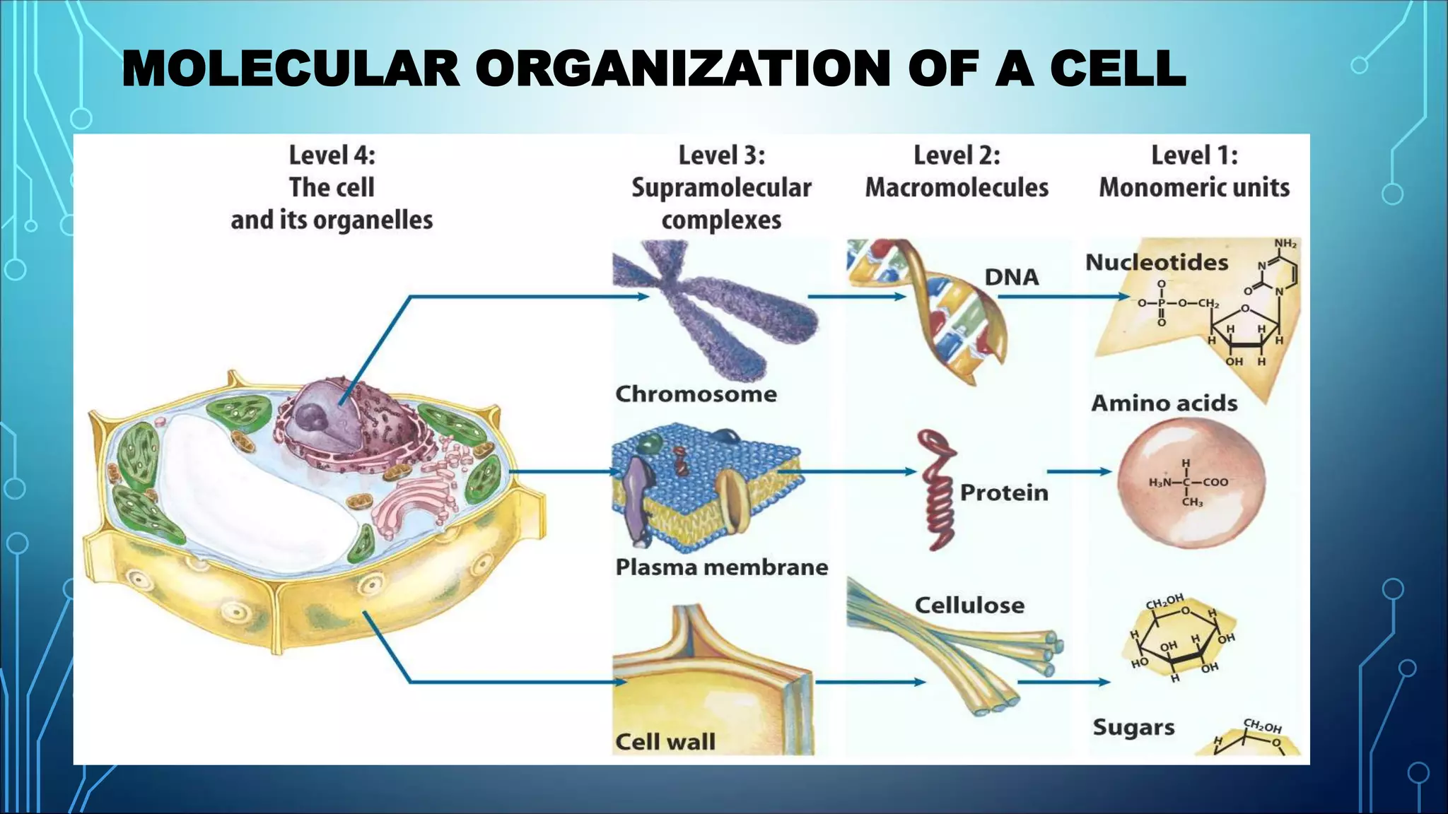 LECTURE 2 BIOCHEMISTRY.ppt