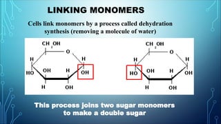 LECTURE 2 BIOCHEMISTRY.ppt