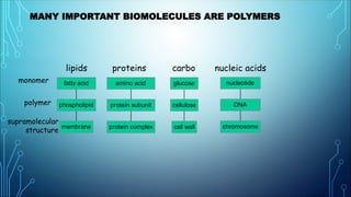 LECTURE 2 BIOCHEMISTRY.ppt