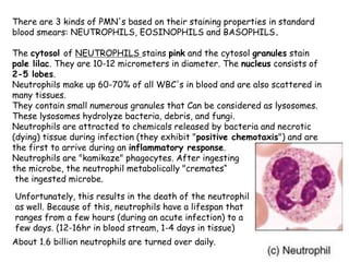 Lecture 2 blood | PPT