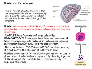 Lecture 2 blood | PPT